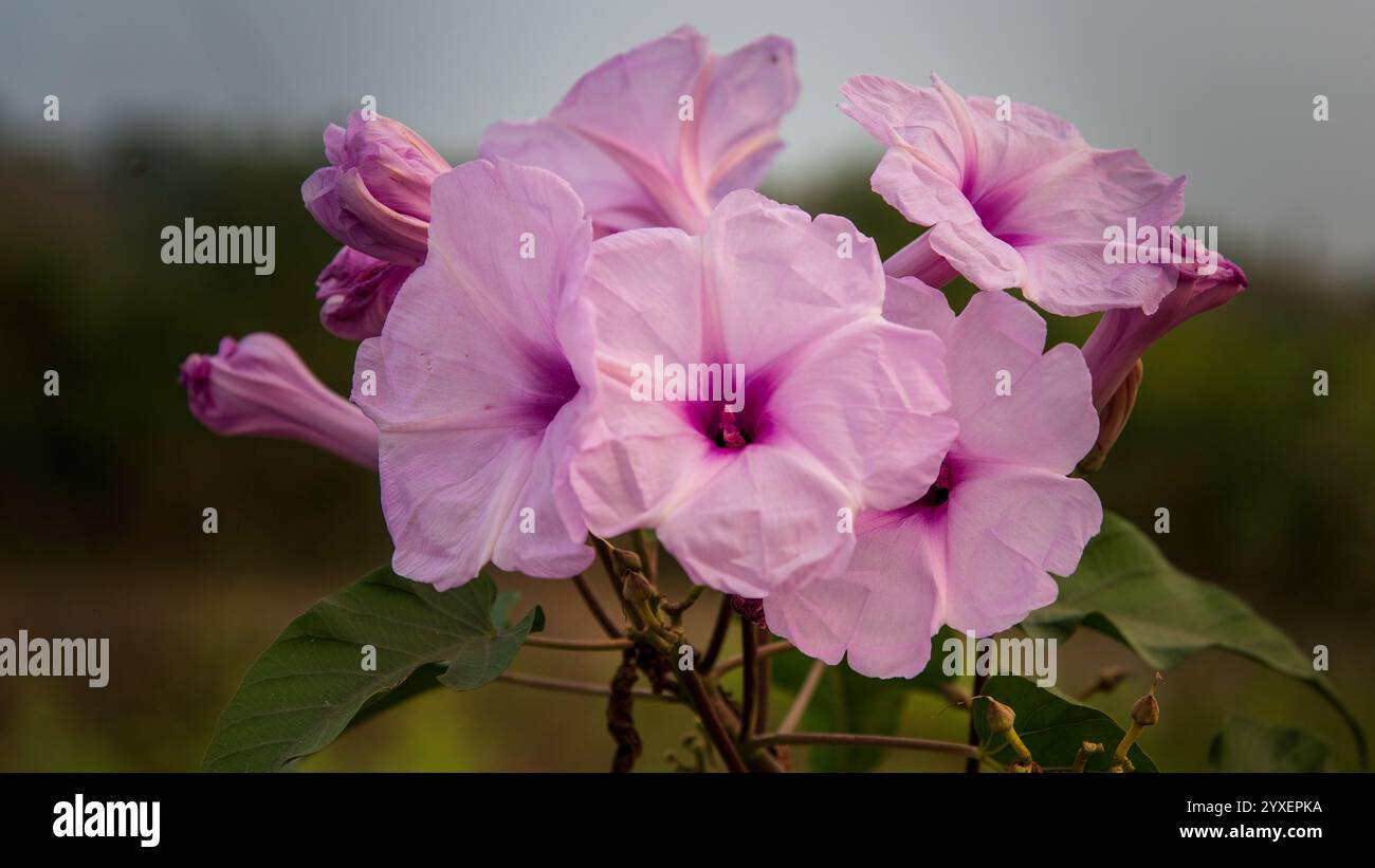 Morning glory flowers are renowned for their vibrant colors, trumpet ...