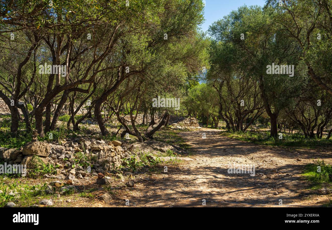 Smooth rows of young olive trees with smooth trunks and silvery green ...