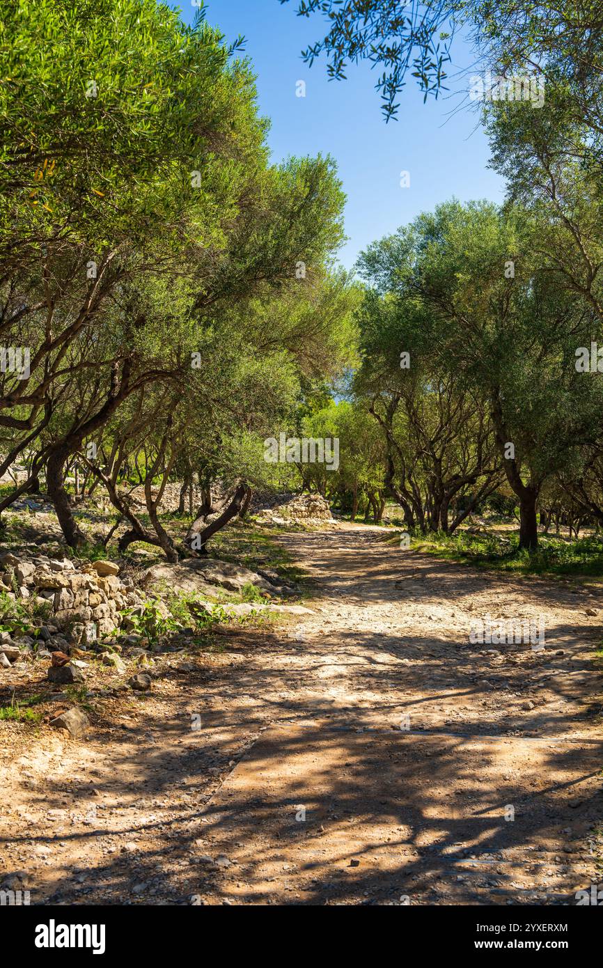 Smooth rows of young olive trees with smooth trunks and silvery green ...