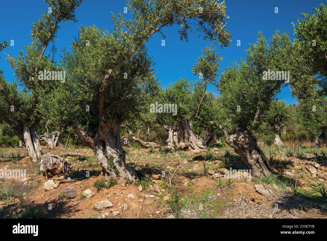Old olive grove with knotty trunks. Dry ground under trees, clear blue ...