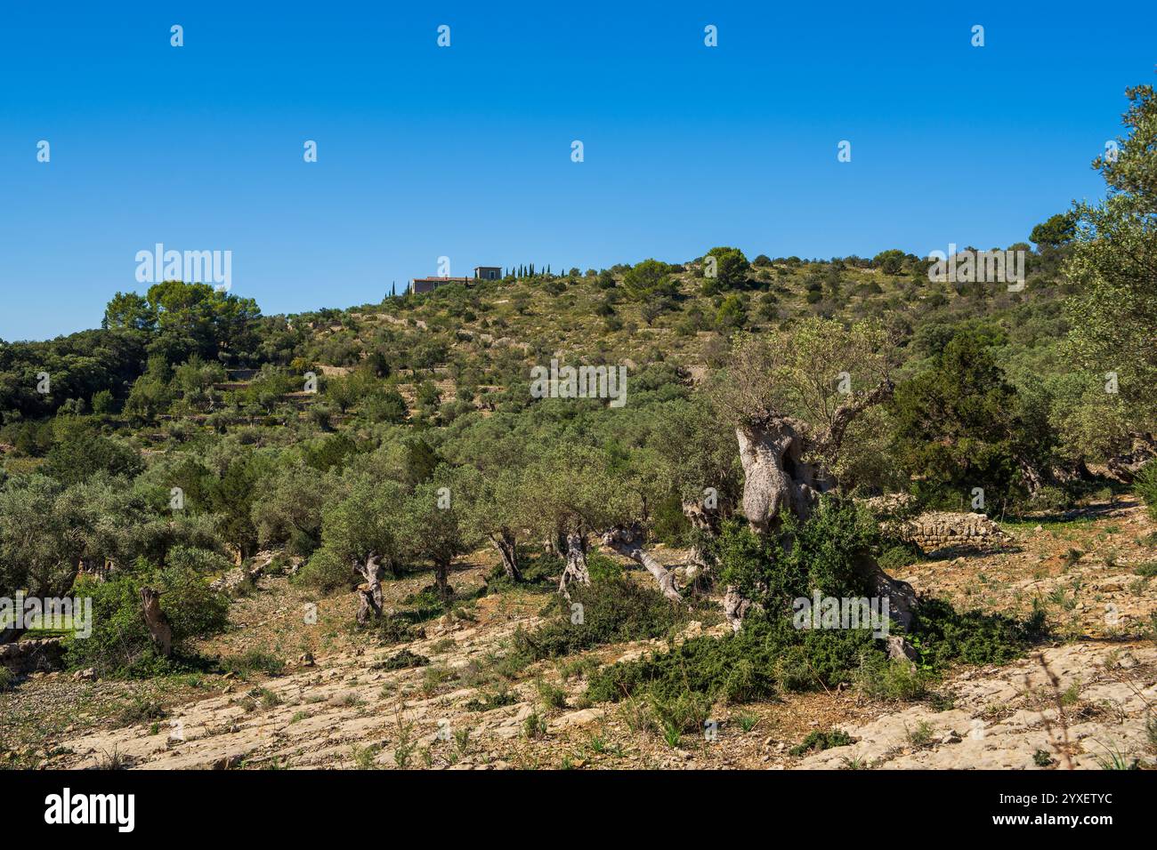 Old olive grove with knotty trunks. Dry ground under trees, clear blue ...