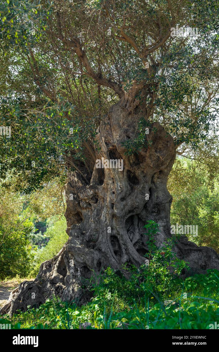 Crooked olive tree with bent trunk covered with deep cracks that give ...