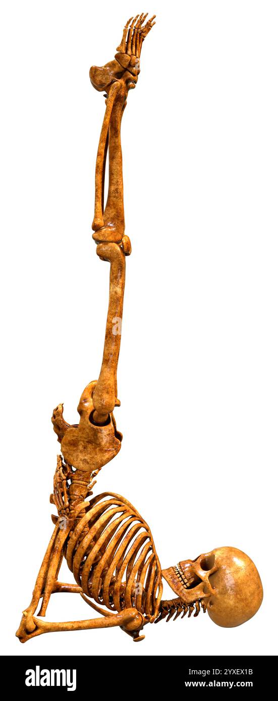3D rendering of a human skeleton isolated on white background Stock ...