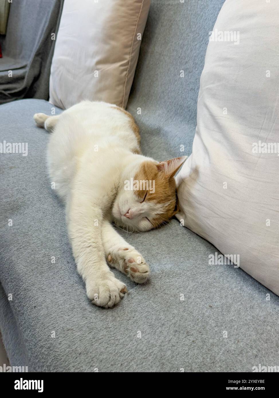 This charming photo showcases a white and ginger cat peacefully napping on a plush gray couch ...
