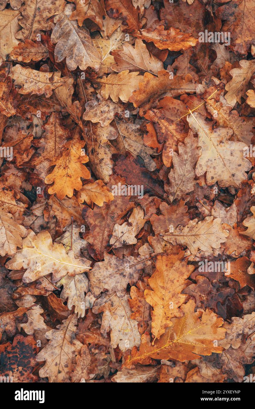 Brown oak tree leaves on the ground in autumn, top view Stock Photo - Alamy