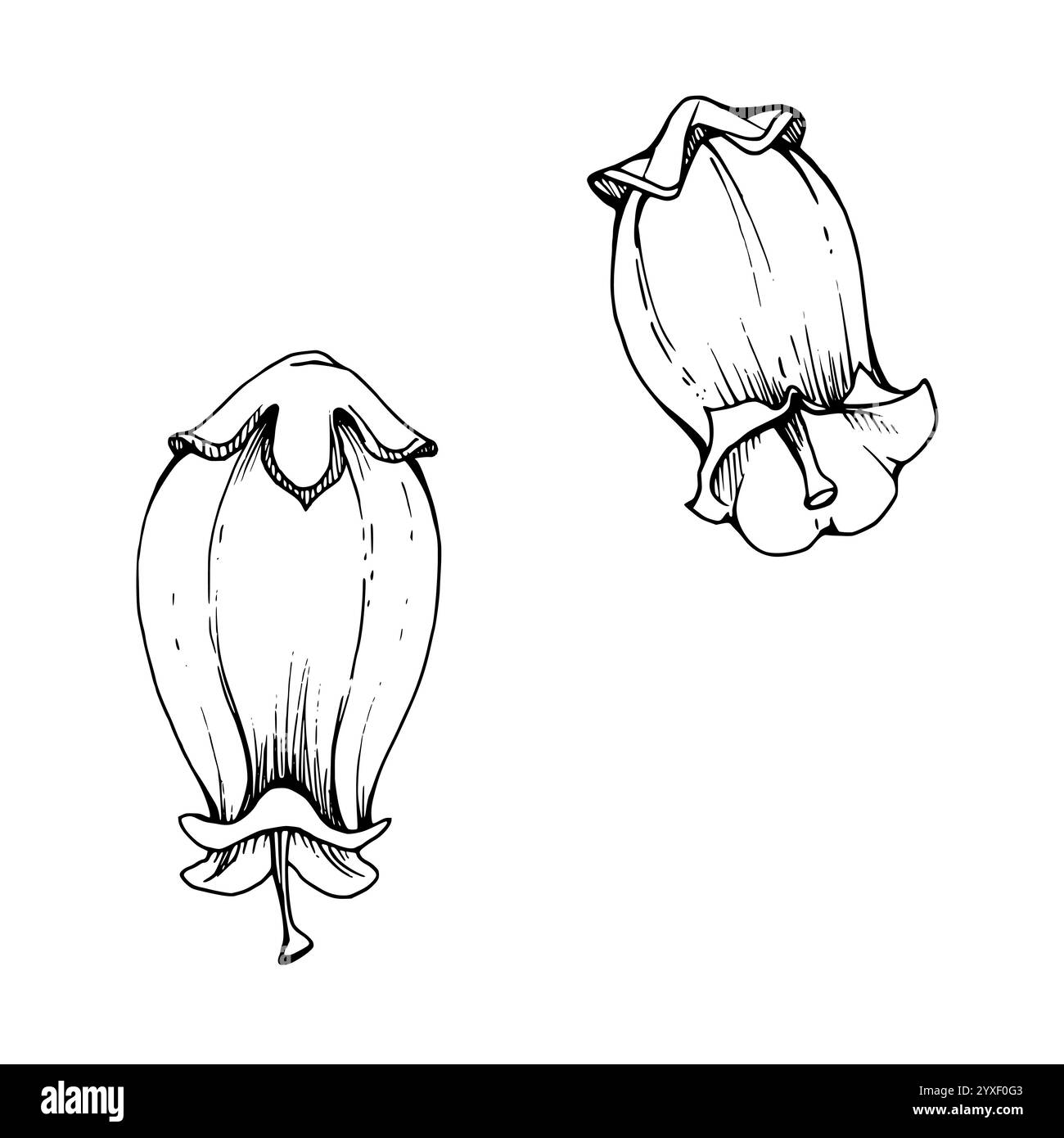 Blueberry heather white and line bell flower bud, inflorescence ...