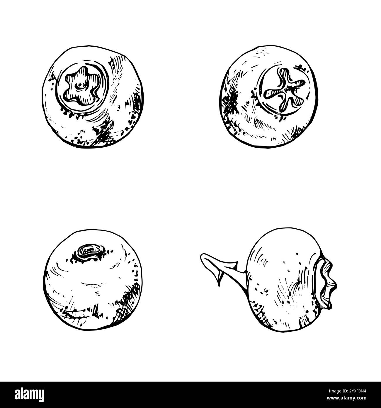 Sloe berry plant Stock Vector Images - Alamy