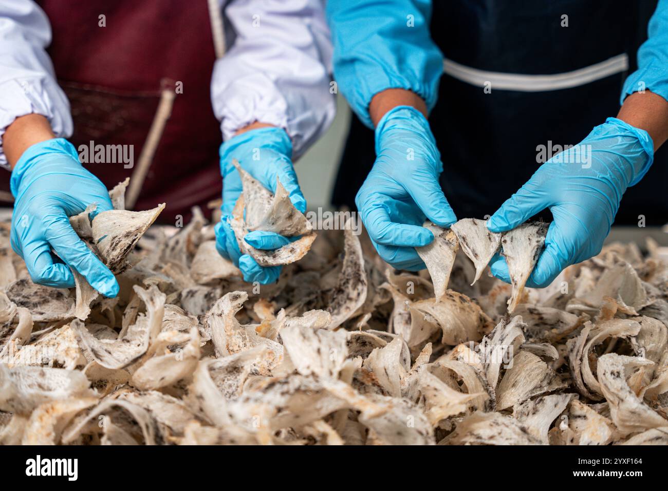Raw edible bird's nest materials for tradition chinese medicine ...