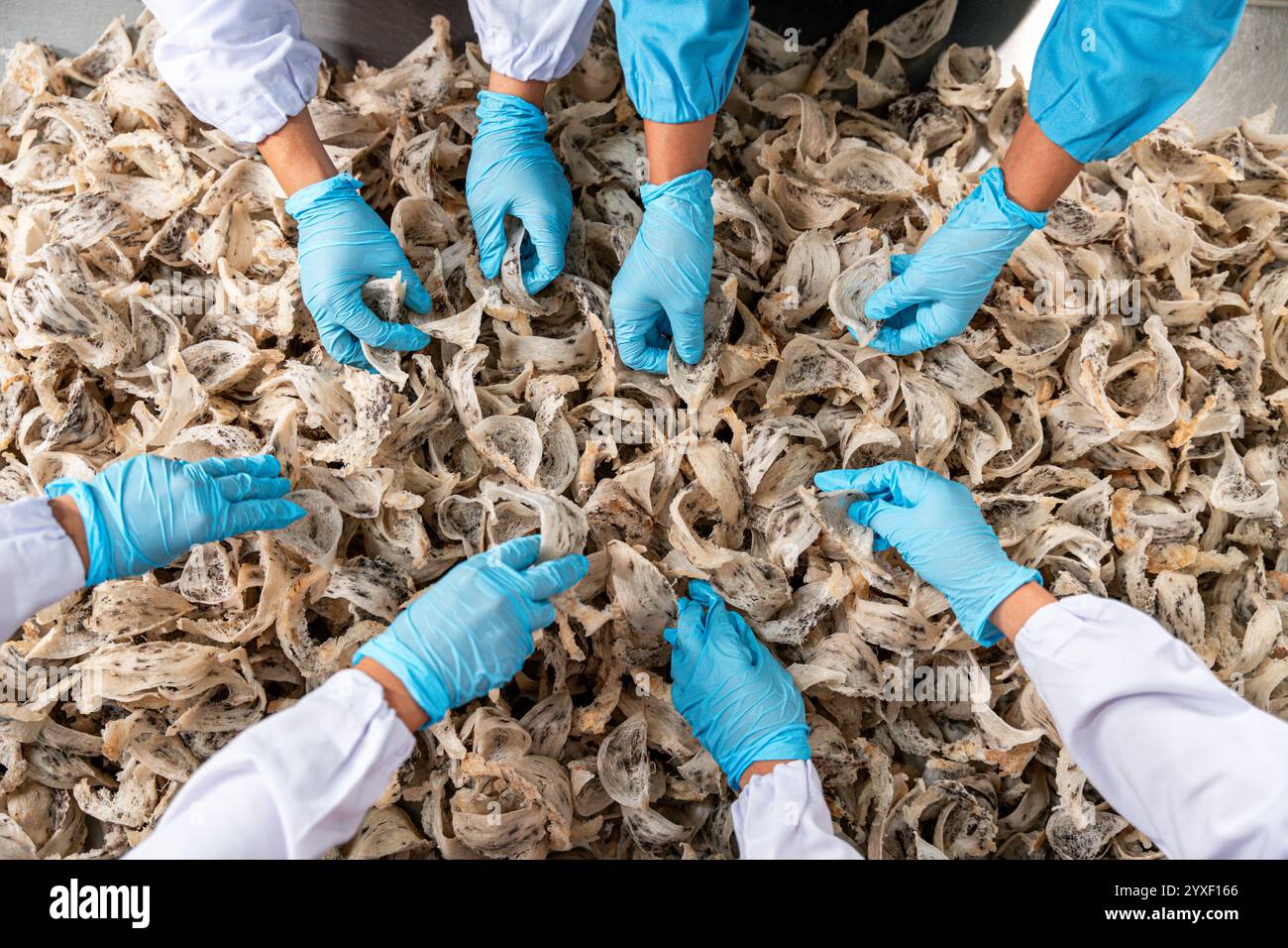 Raw edible bird's nest materials for tradition chinese medicine ...