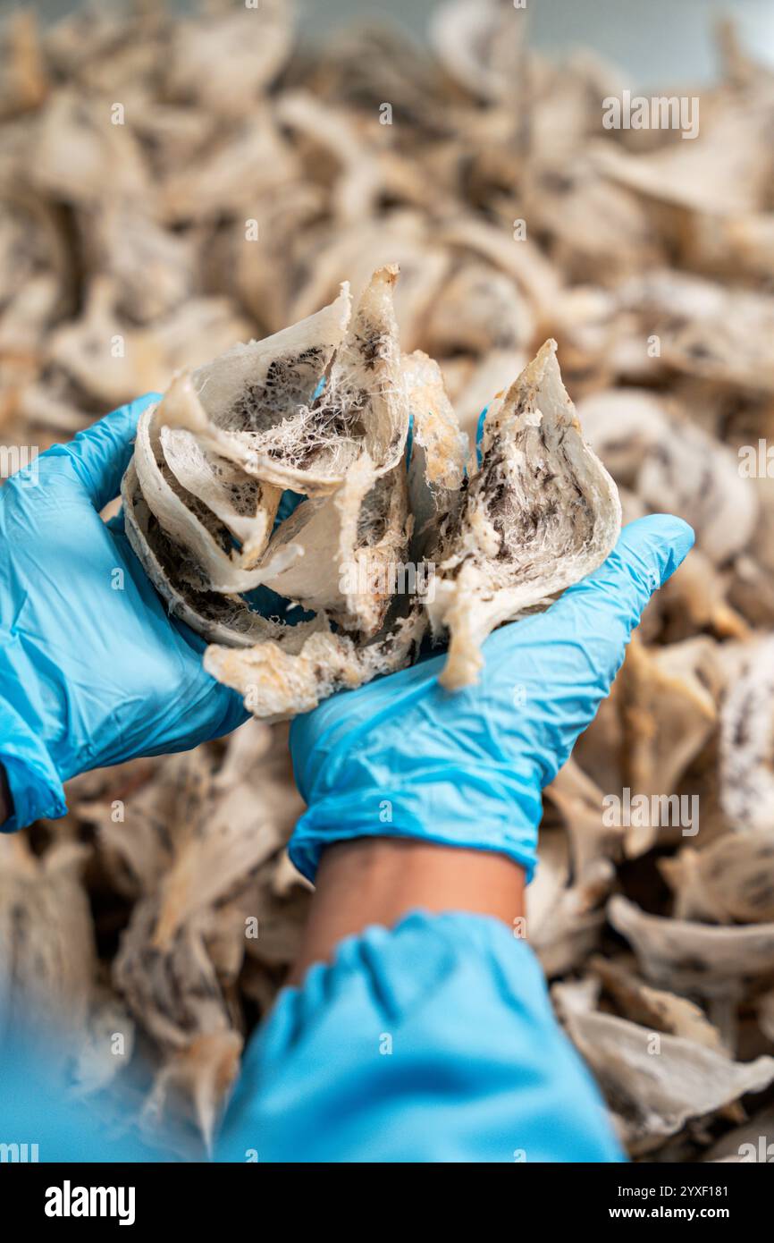 Raw edible bird's nest materials for tradition chinese medicine ...