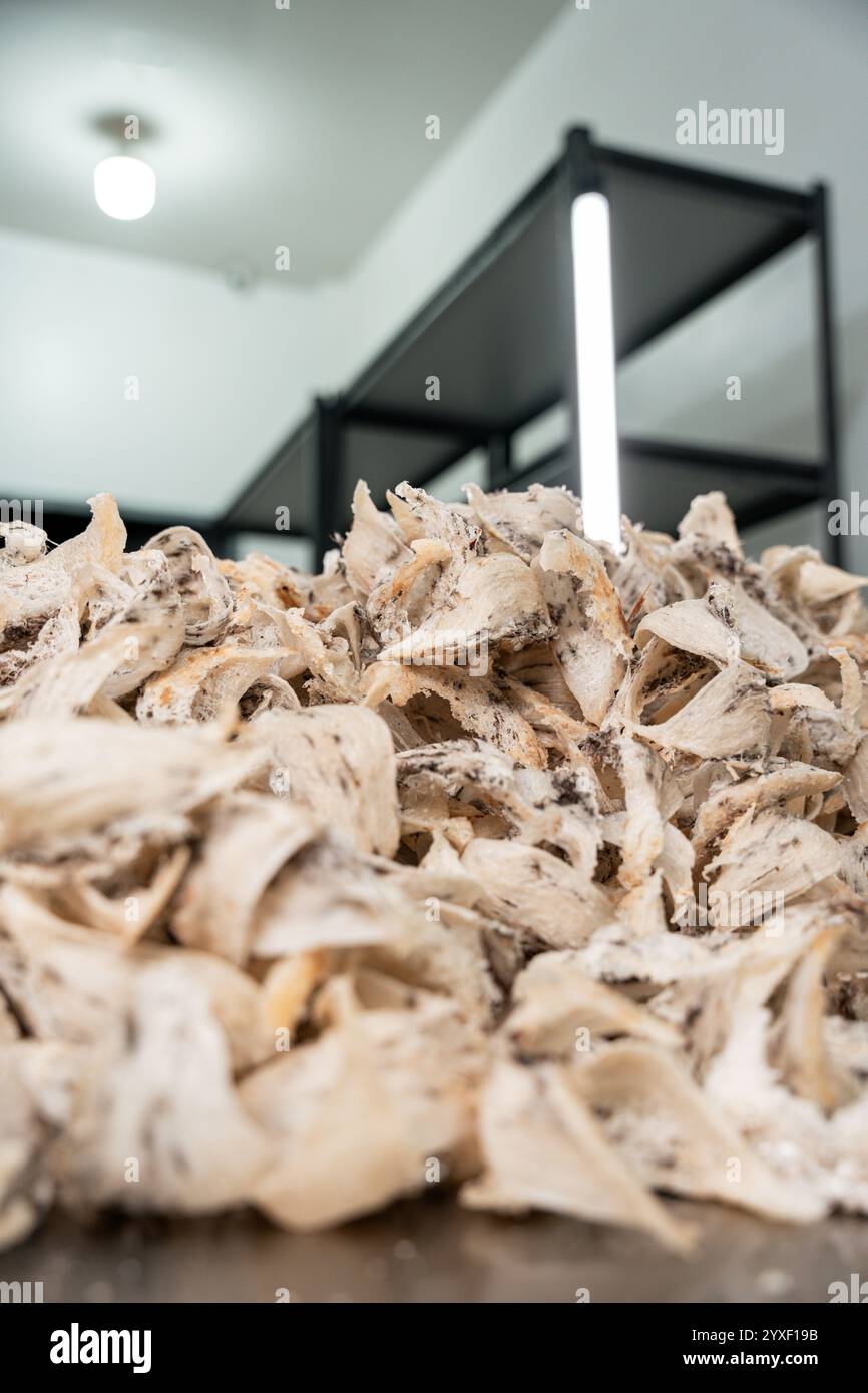 Raw edible bird's nest materials for tradition chinese medicine ...