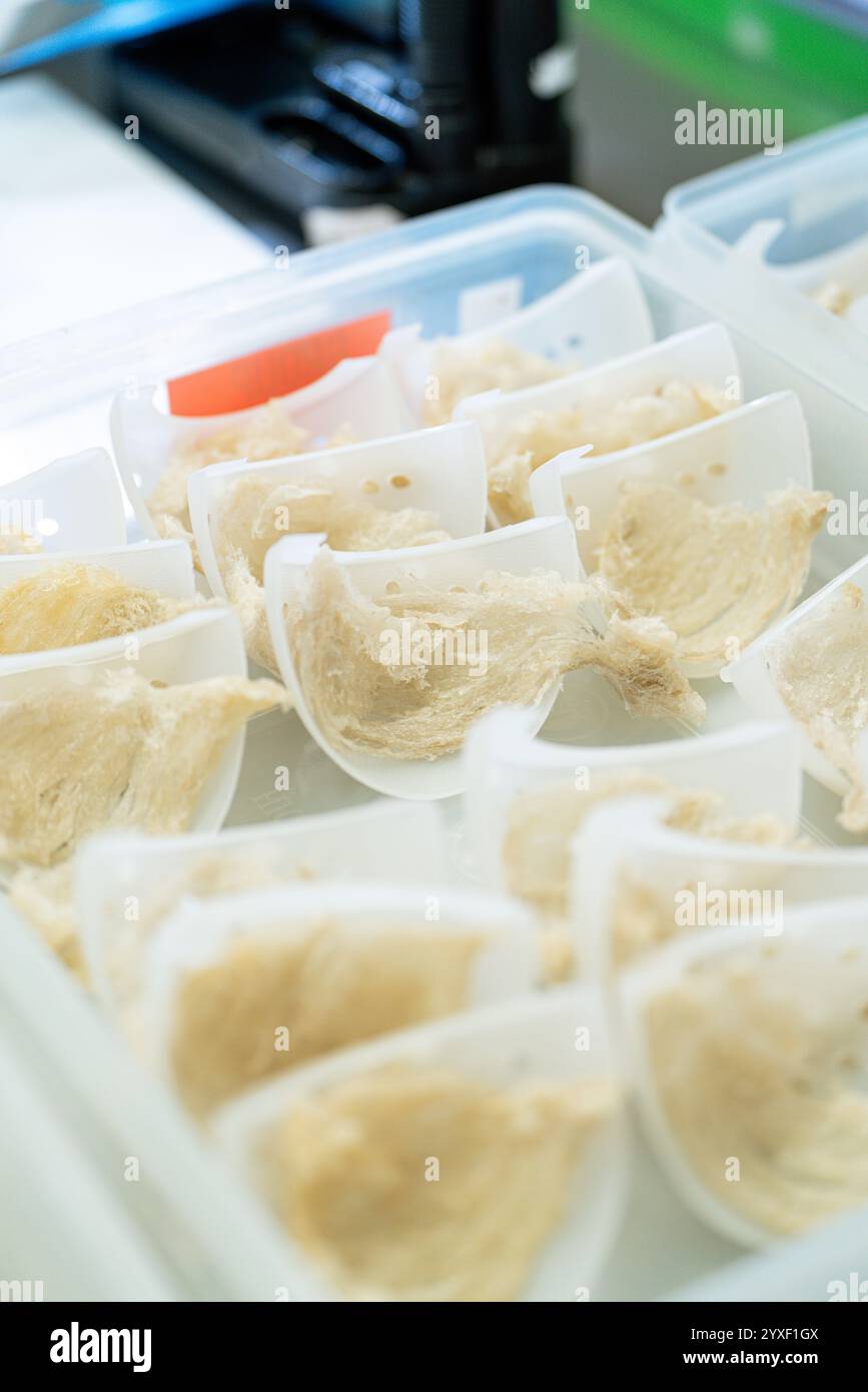 Raw edible bird's nest materials for tradition chinese medicine ...