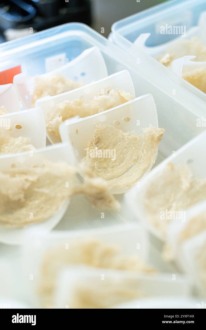 Raw edible bird's nest materials for tradition chinese medicine ...