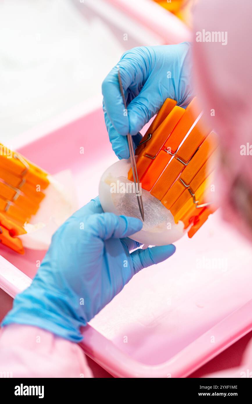 Raw edible bird's nest materials for tradition chinese medicine ...