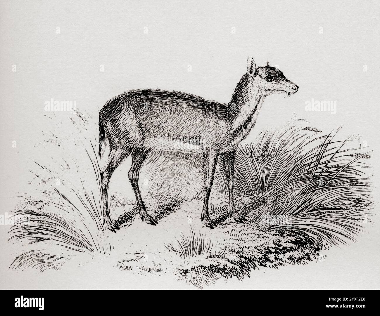 The history of java hi-res stock photography and images - Alamy