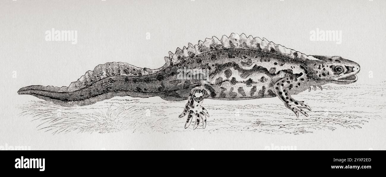 The northern crested newt aka great crested newt or warty newt ...