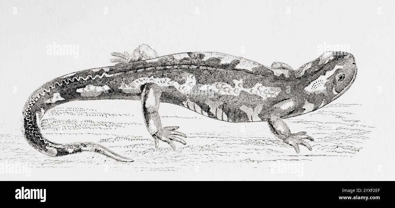The spotted salamander or yellow-spotted salamander (Ambystoma ...