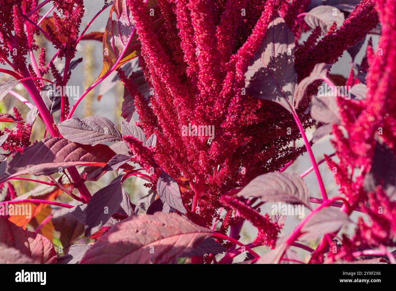 Beautiful red flowers of Amaranthus hypochondriacus. Prince-of-Wales ...