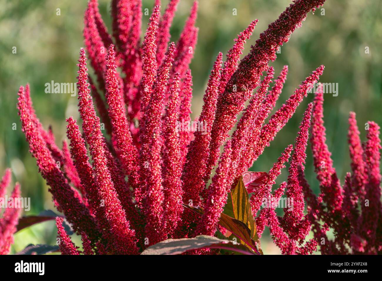 Beautiful red flowers of Amaranthus hypochondriacus. Prince-of-Wales ...