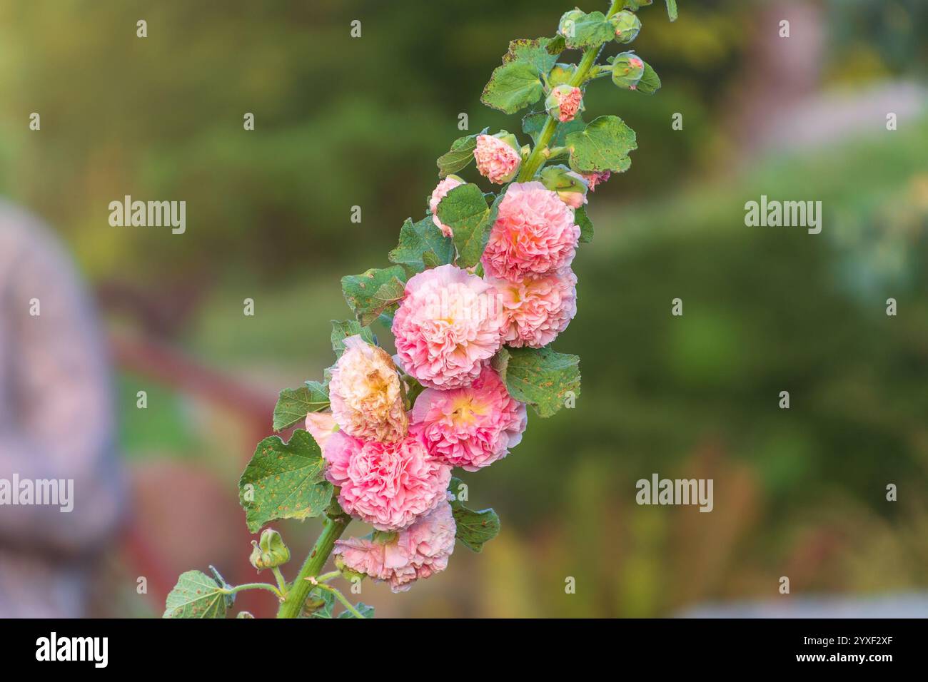 Beautiful pink flowers of Alcea rosea in the garden. the common ...