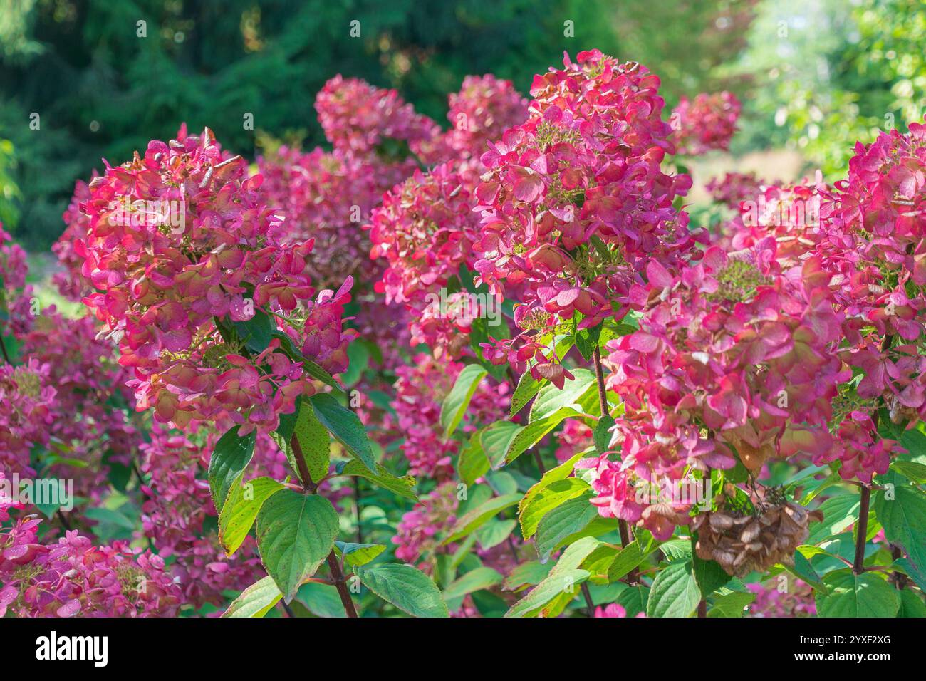 Beautiful pink flowers of Hydrangea paniculata in the garden. panicle ...