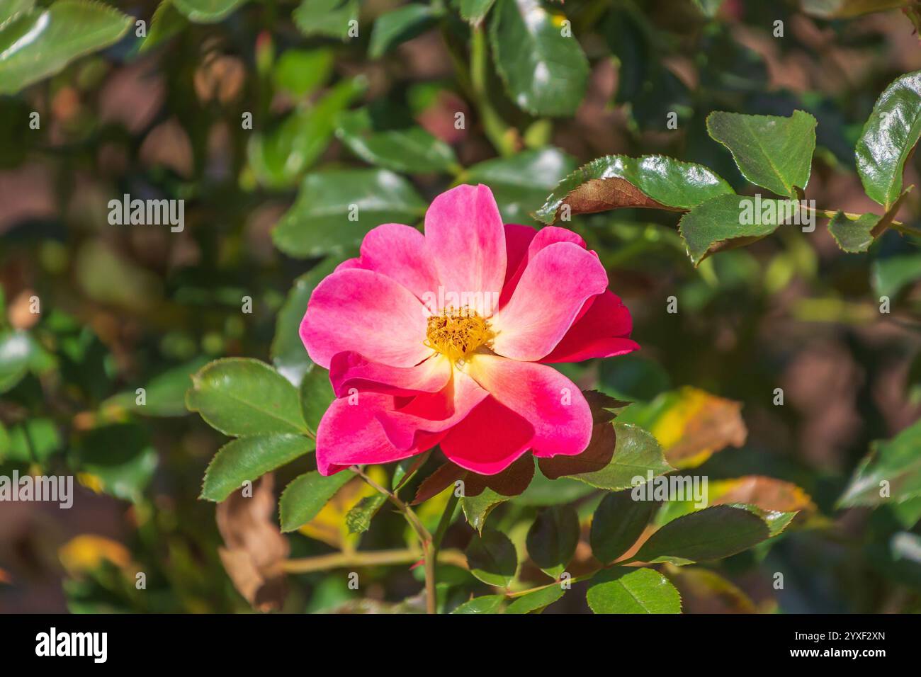 Beautiful pink flowers of Rosa pendulina in the garden. the Alpine rose ...