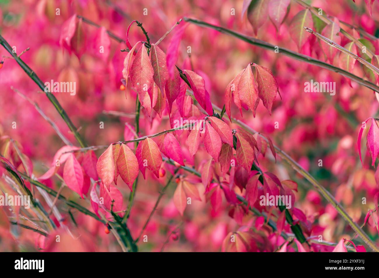 Pink autumn leaves of Euonymus alatus. burning bush, winged euonymus ...