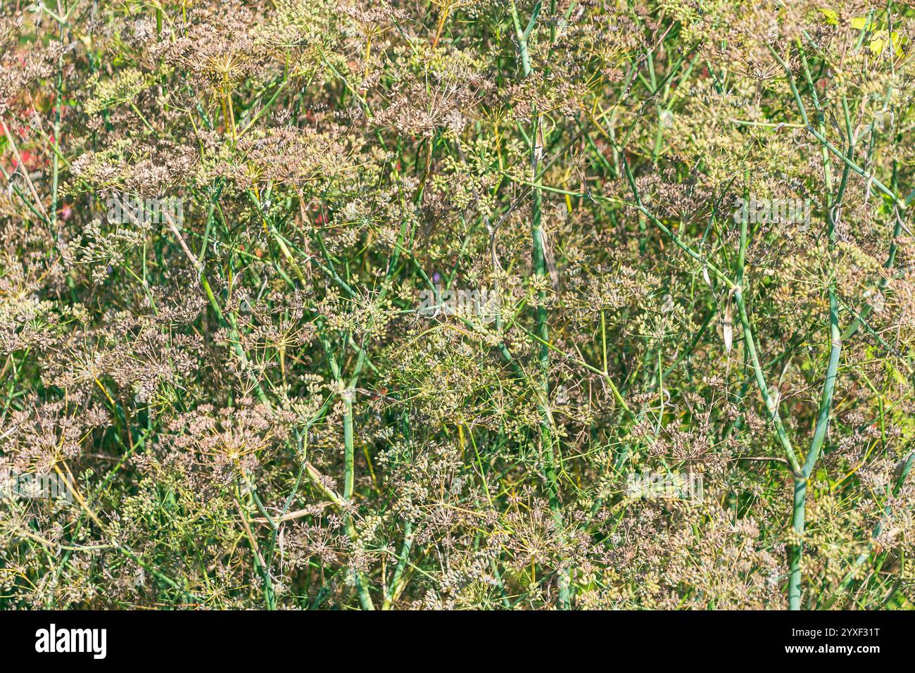 Fennel (Foeniculum vulgare). a flowering plant. a hardy, perennial herb ...