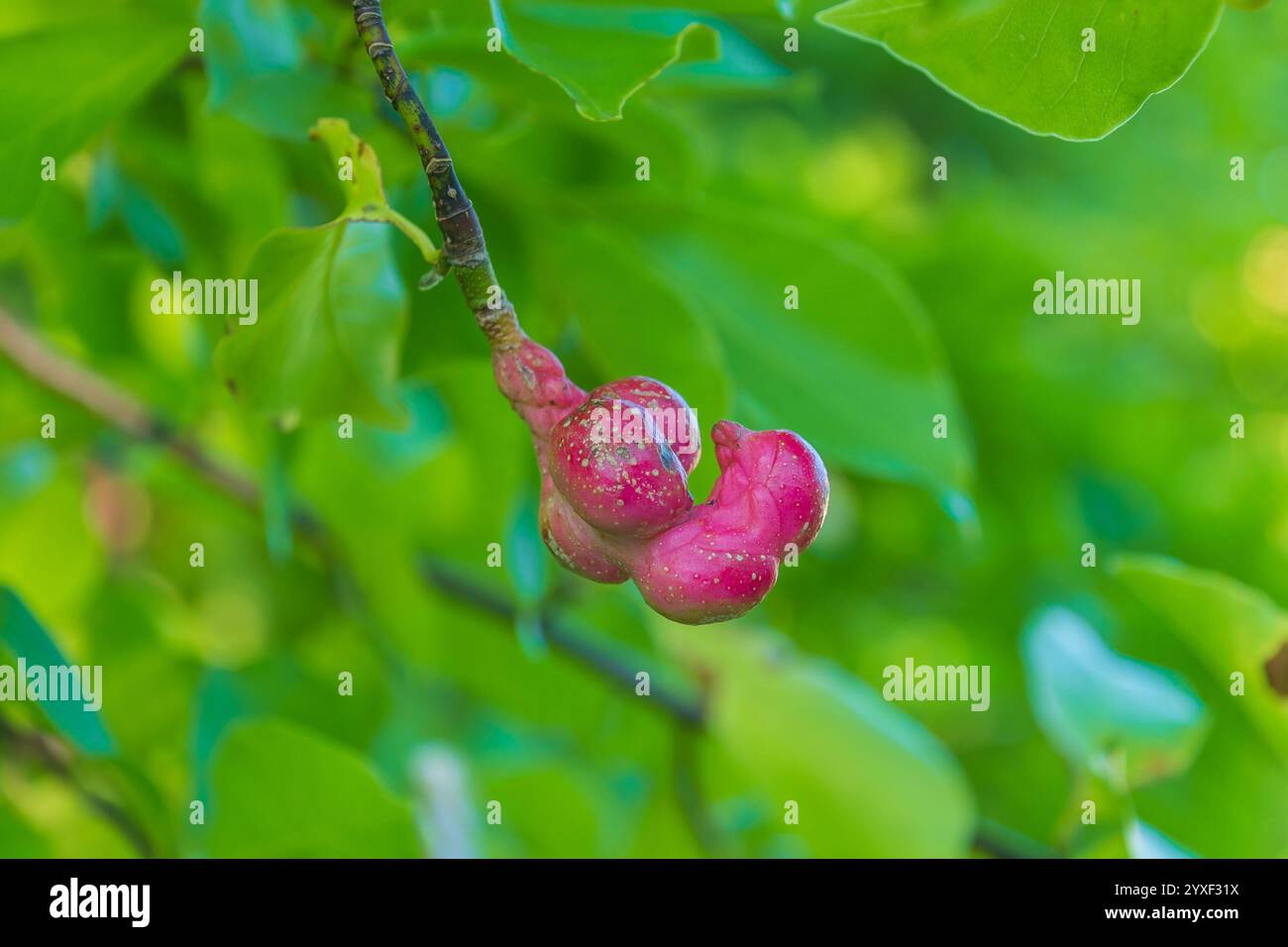 Fruit of Magnolia kobus. mokryeon, kobus magnolia, kobushi magnolia. a ...