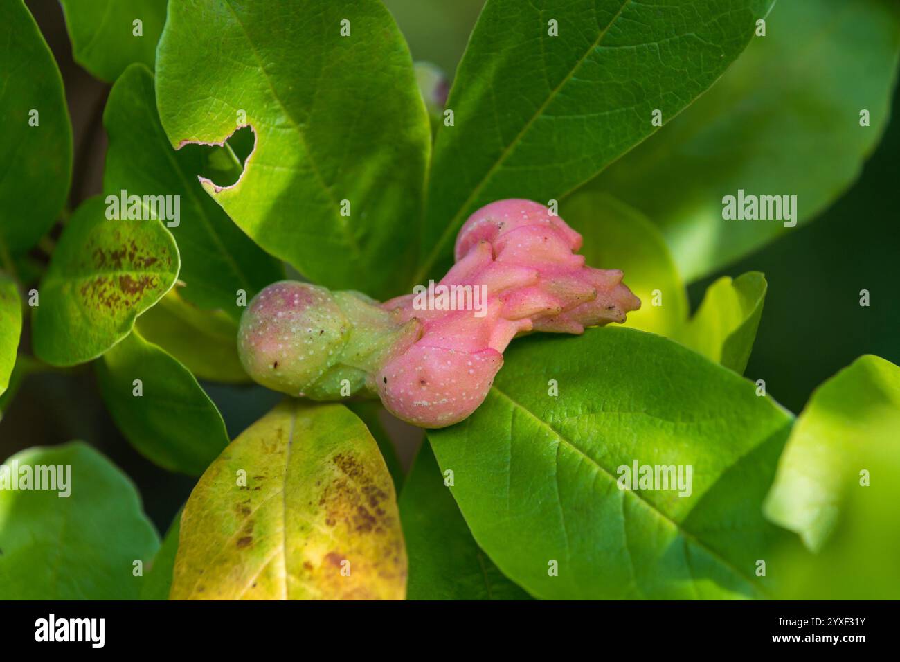 Fruit of Magnolia liliiflora. Mulan magnolia, purple magnolia, red ...