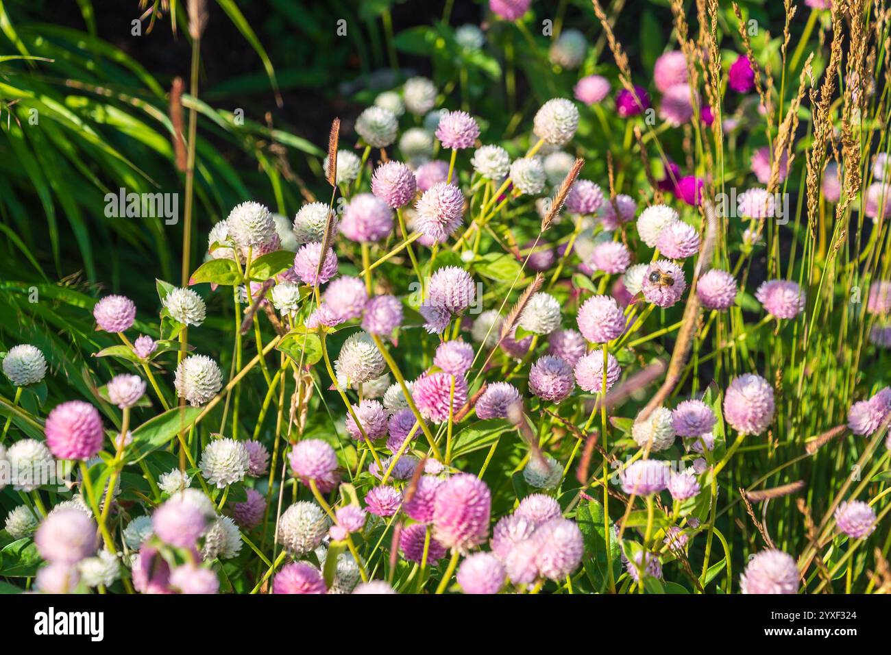 Beautiful pink flowers of Gomphrena globosa. globe amaranth. an edible ...