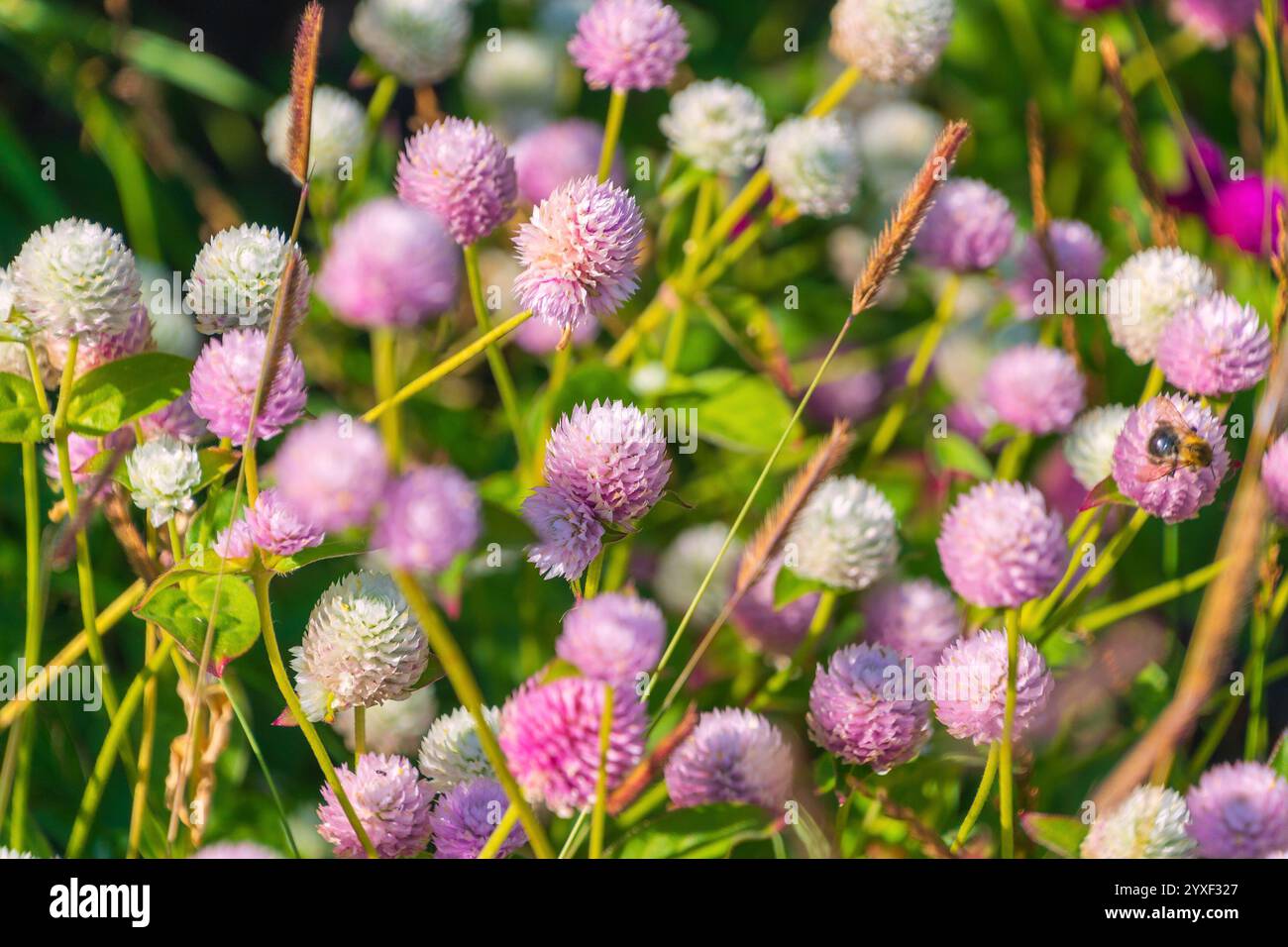 Beautiful pink flowers of Gomphrena globosa. globe amaranth. an edible ...