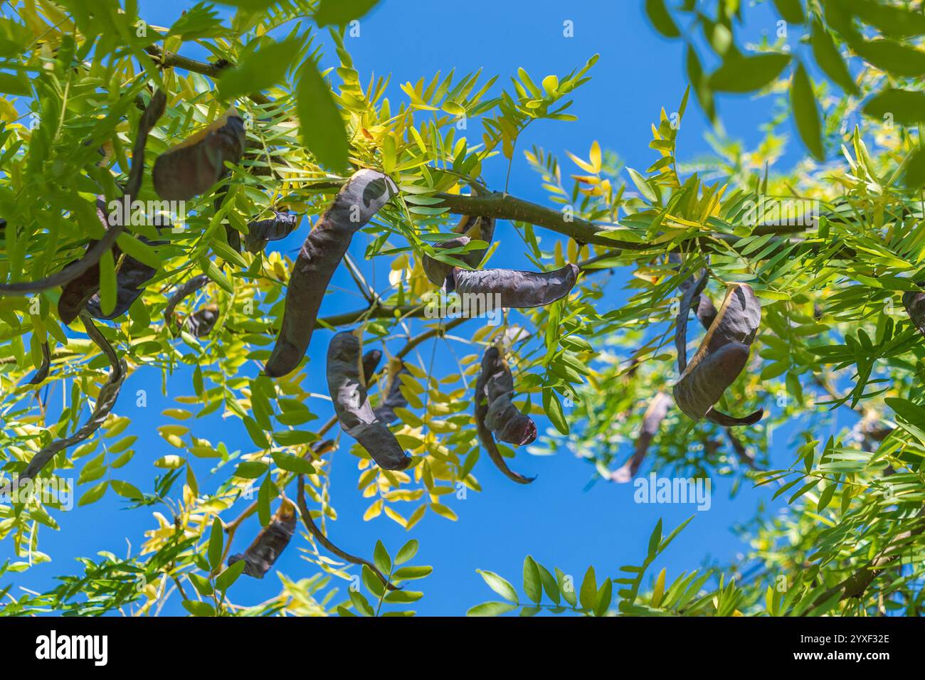 The honey locust (Gleditsia triacanthos). the thorny locust, thorny ...