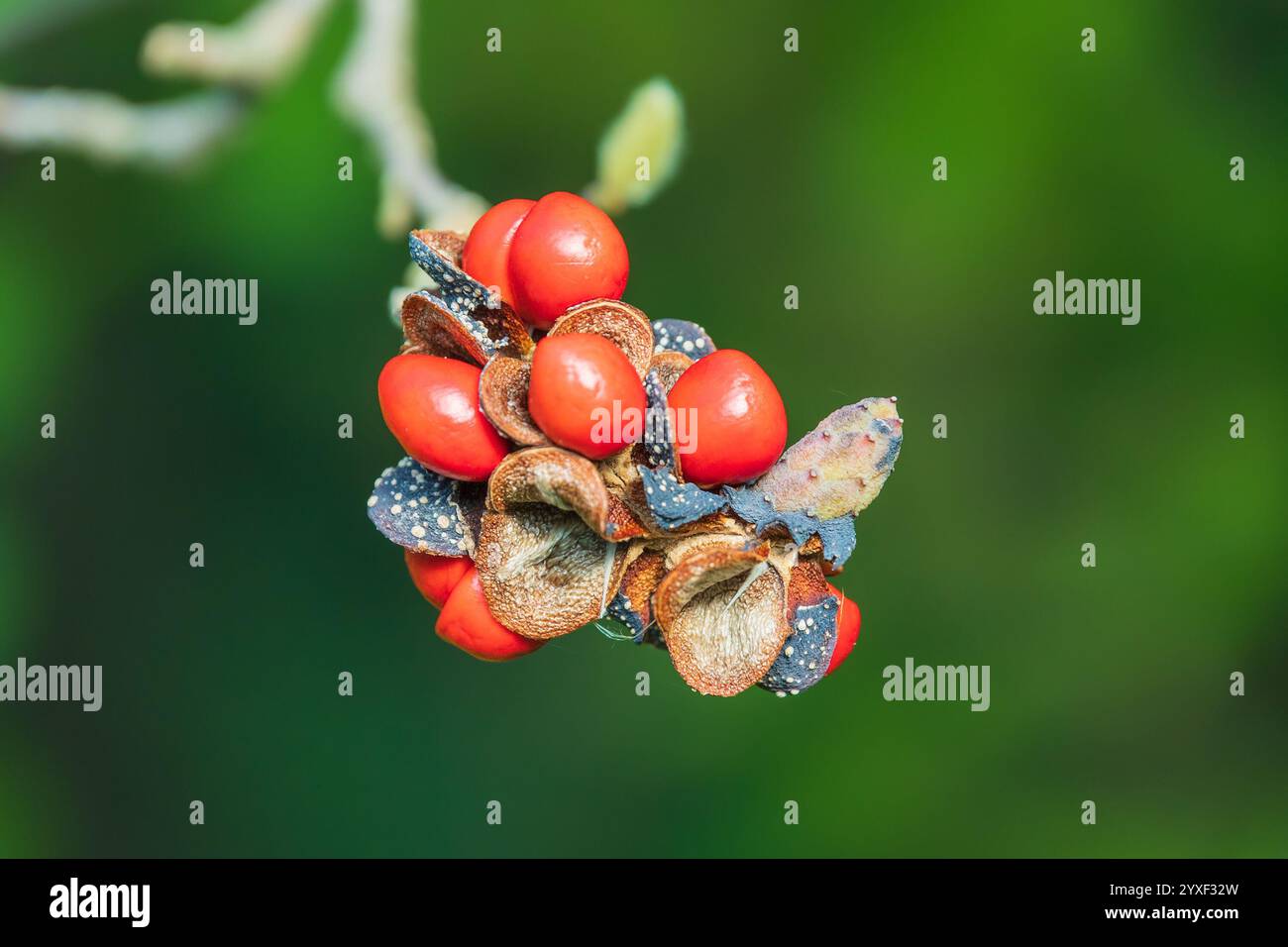 Red fruits of Magnolia loebneri. The deciduous, compact multi-stemmed ...
