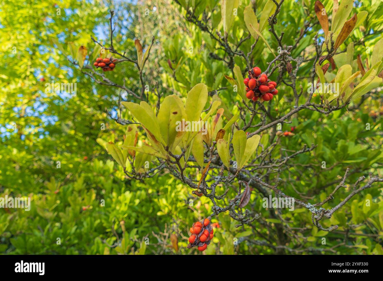 Red fruits of Magnolia loebneri. The deciduous, compact multi-stemmed ...