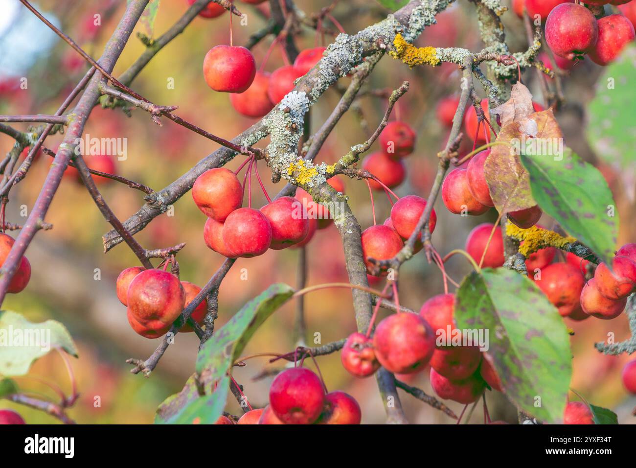 Red fruits of Malus baccata on a branch. Siberian crab apple, Siberian ...