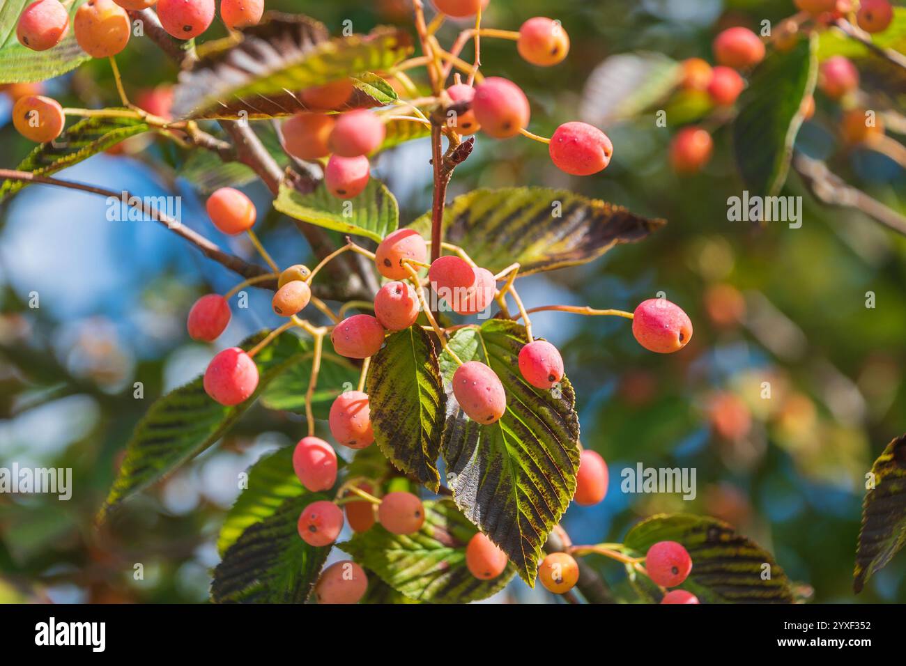 Red pomes Alniaria alnifolia in autumn. alder-leafed whitebeam, Korean ...