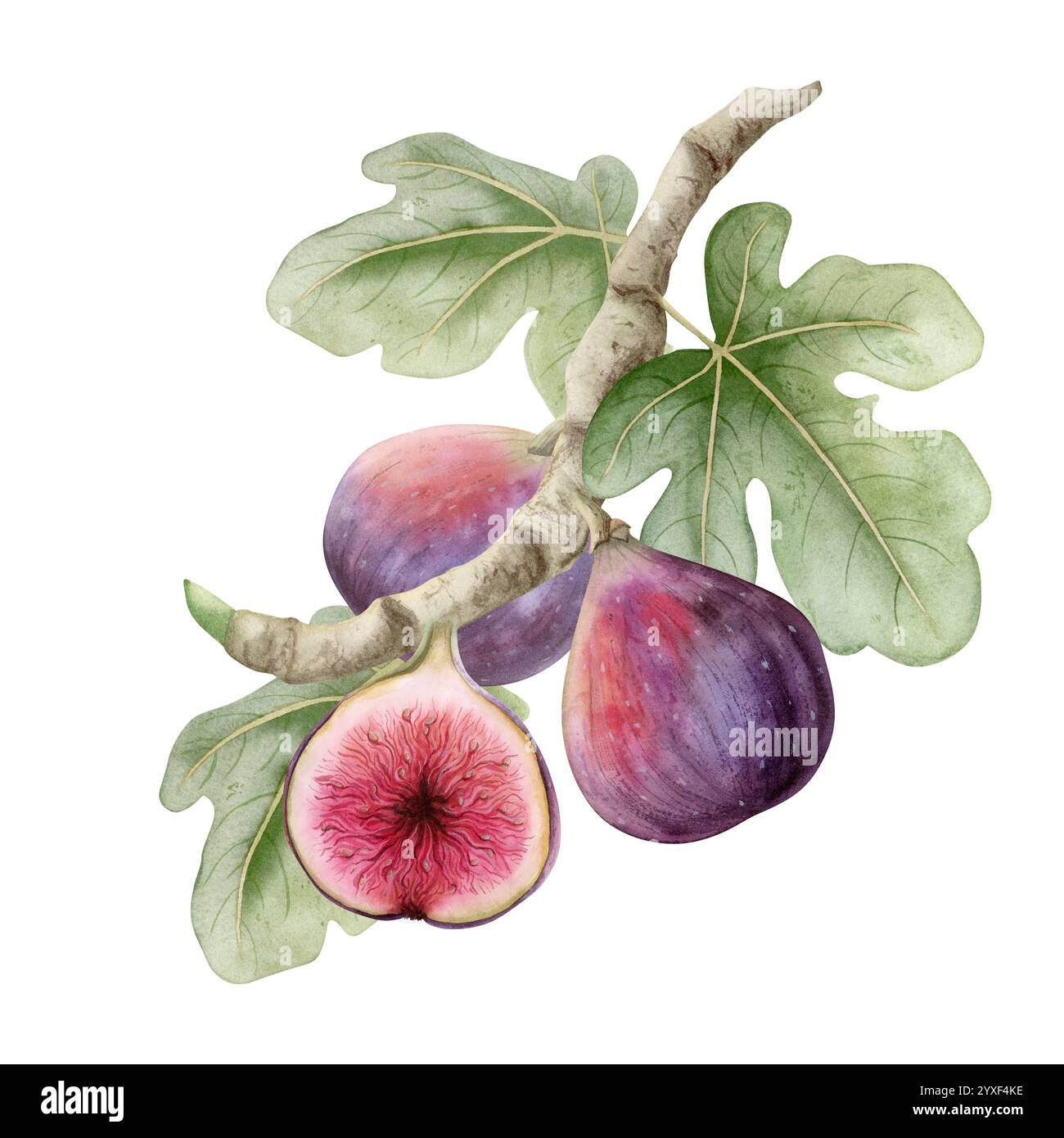 Watercolor figs growing on tree branch with green leaves hand drawn ...