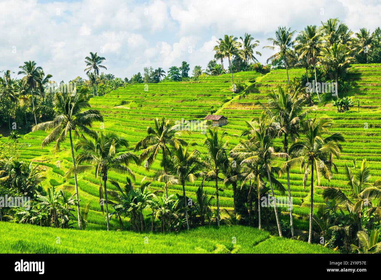 Bali Rice Terraces 2025, Tegallalang Rice Terrace in Ubud, Indonesia ...