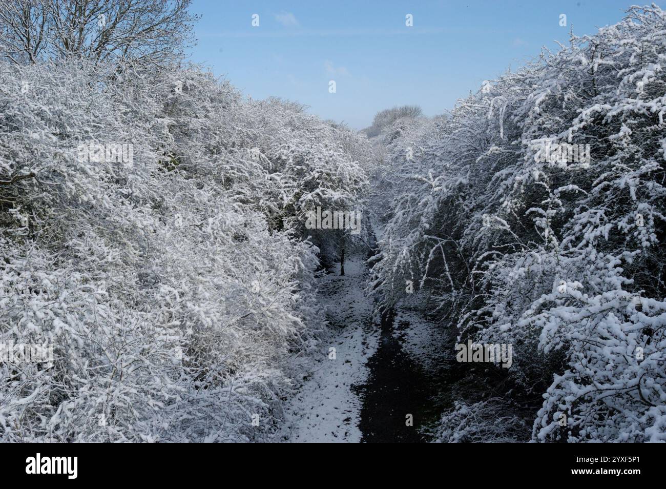 Snow and Tree Landscapes of Brackley Northamptonshire England UK 2008 ...