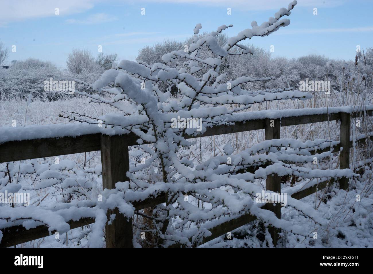 Snow and Tree Landscapes of Brackley Northamptonshire England UK 2008 ...