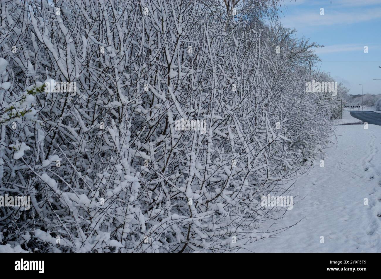 Snow and Tree Landscapes of Brackley Northamptonshire England UK 2008 ...