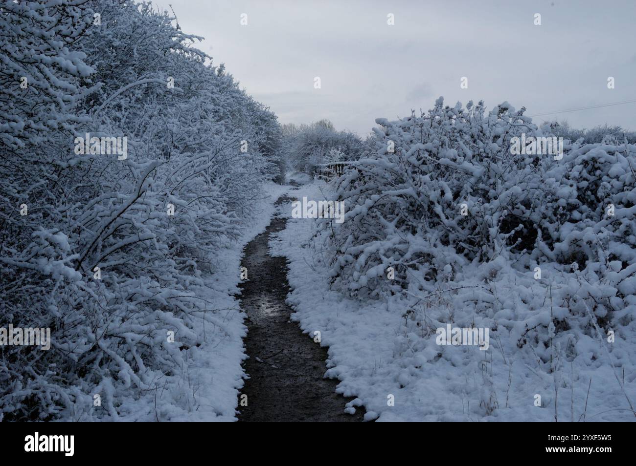 Snow and Tree Landscapes of Brackley Northamptonshire England UK 2008 ...