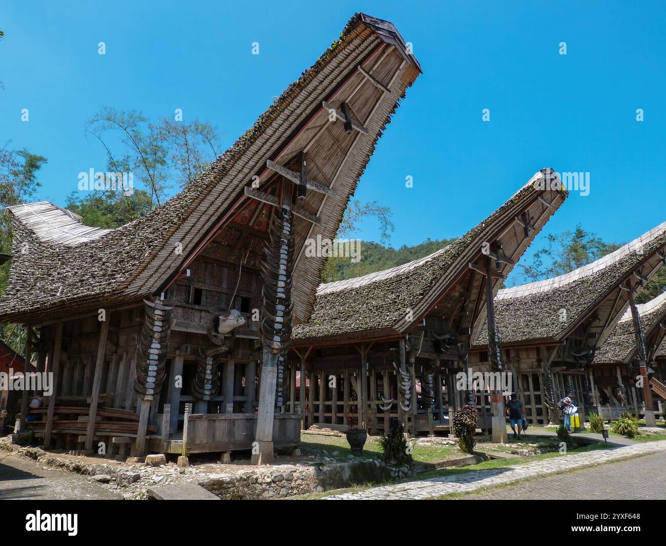 Traditional House Toraja Tongkonan, Tana Toraja, Indonesia. Wonderful ...