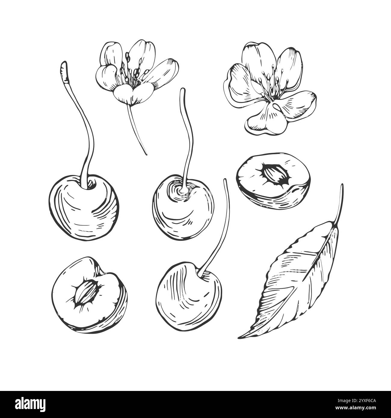 Cherry set of vector black and white illustrations hand drawn with ink ...