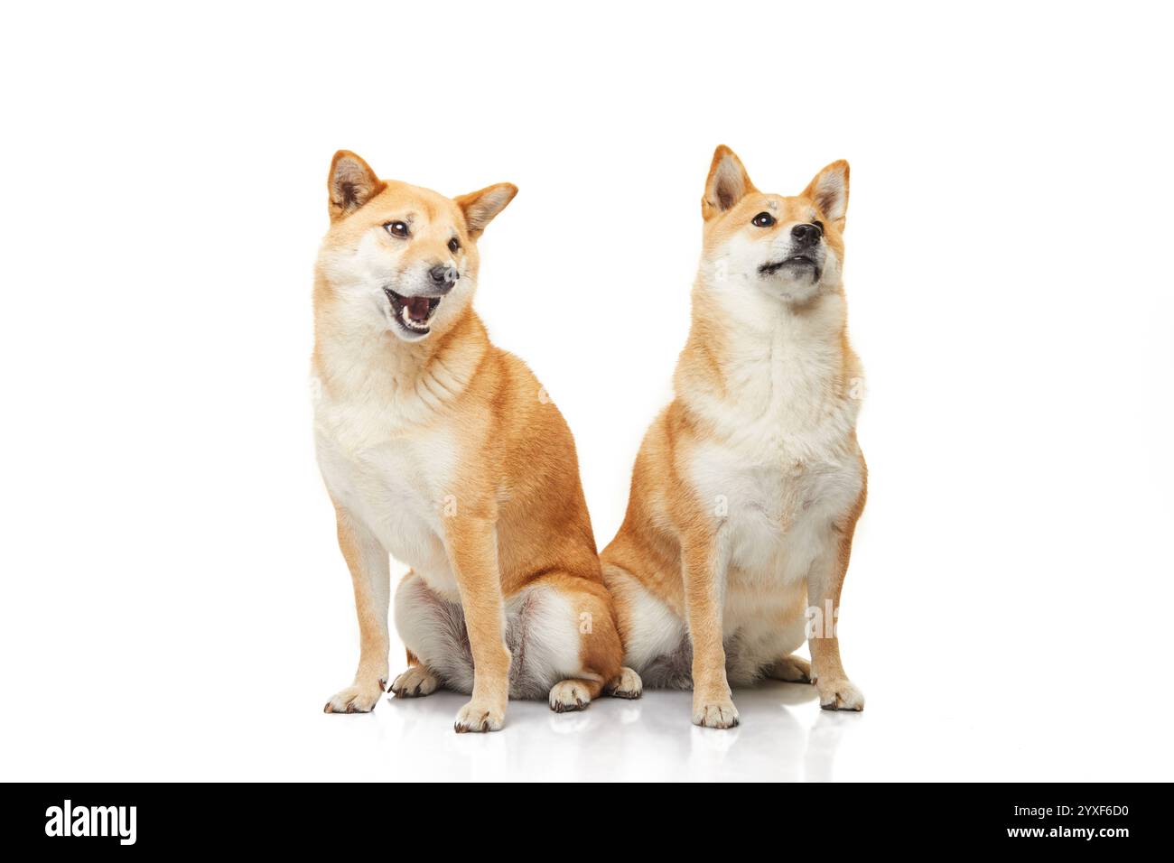 Two elegant dogs hi-res stock photography and images - Alamy