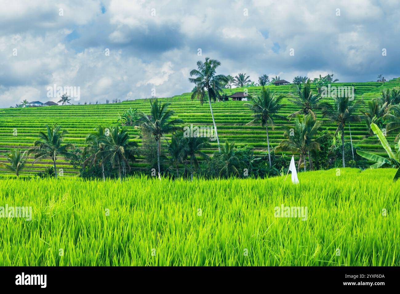 Bali Rice Terraces 2025, Tegallalang Rice Terrace in Ubud, Indonesia ...