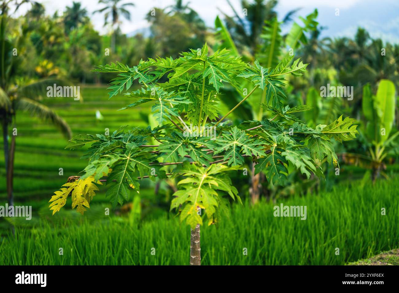 Bali Rice Terraces 2025, Tegallalang Rice Terrace in Ubud, Indonesia ...