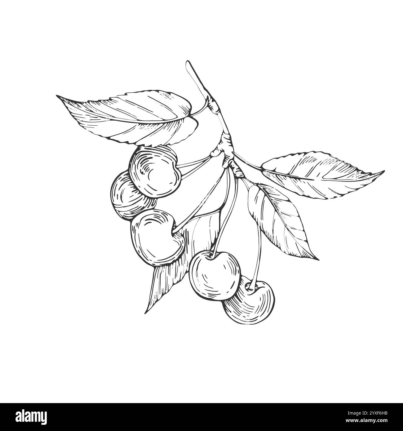 Cherry set of vector black and white illustrations hand drawn with ink ...