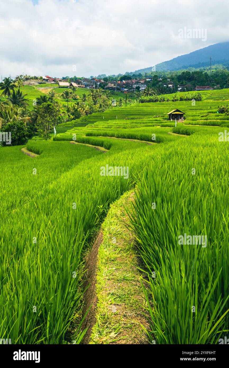 Bali Rice Terraces 2025, Tegallalang Rice Terrace in Ubud, Indonesia ...